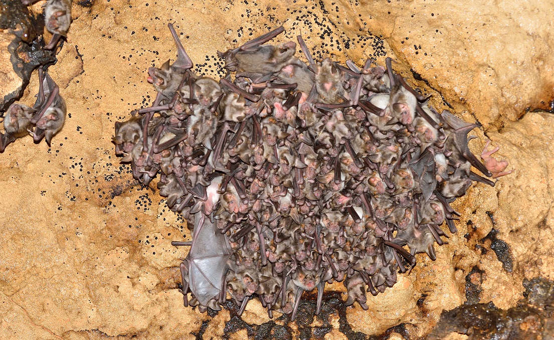 Grand Murin - Myotis myotis | Mammifères du Limousin - GMHL